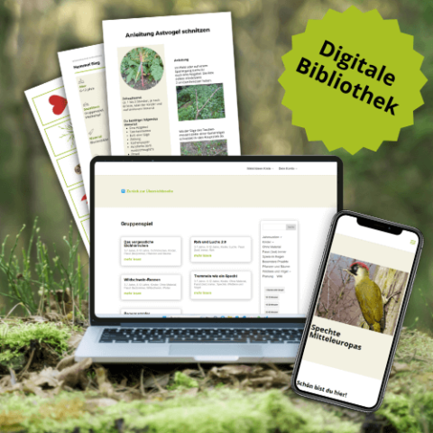 Wald-Ideen-Kiste | Wald von Ameise bis Zaunkönig