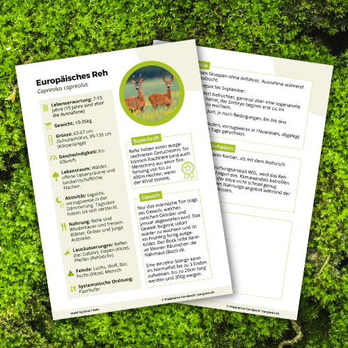 Wald-Spicker | Wald von Ameise bis Zaunkönig