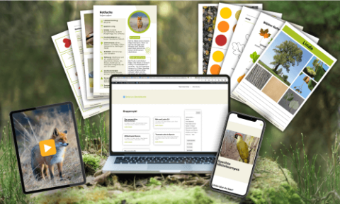 Wald-Ideen-Kiste | Wald von Ameise bis Zaunkönig