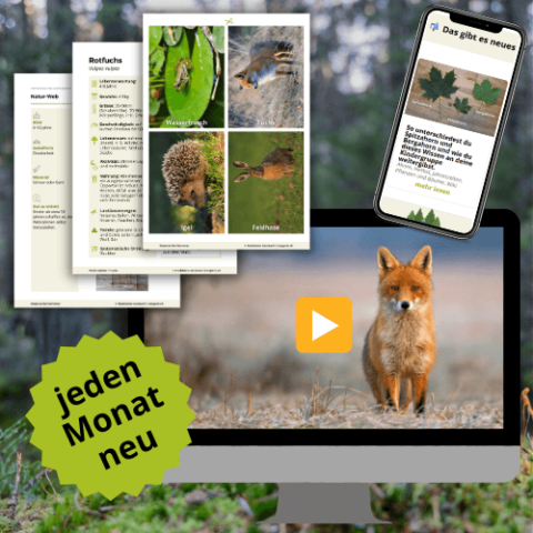 Der Fuchs - Ideen und Impulse für Wald- und Naturpädagoginnen | Wald ...