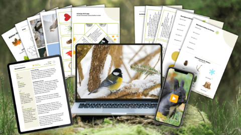 Wald-Ideen-Kiste | Wald von Ameise bis Zaunkönig