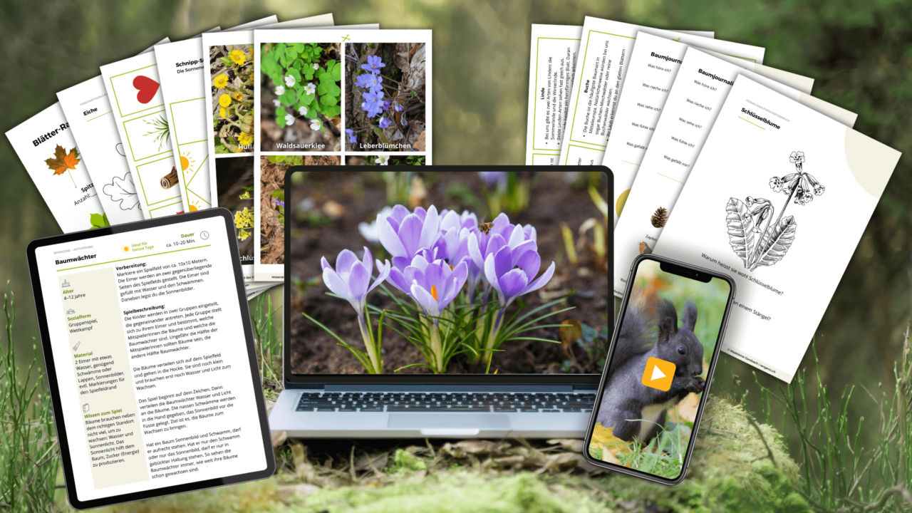 Wald-Ideen-Kiste | Wald von Ameise bis Zaunkönig