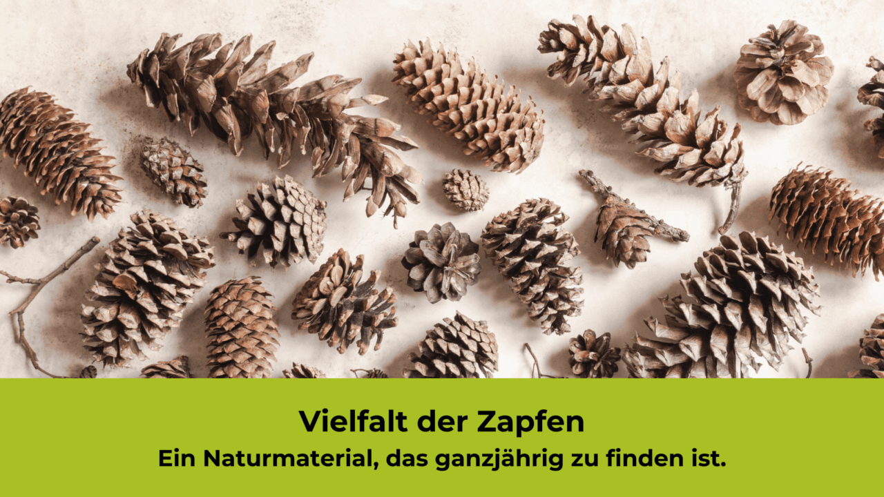 Von Fichte bis Kiefer: Der ultimative Zapfen Guide für WaldpädagogInnen ...