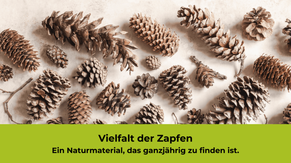 Von Fichte bis Kiefer: Der ultimative Zapfen Guide für WaldpädagogInnen ...